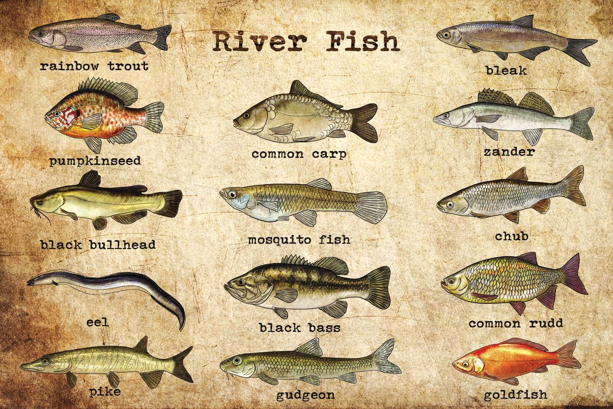 River Fish Guide Chart – Pineapple Licensing