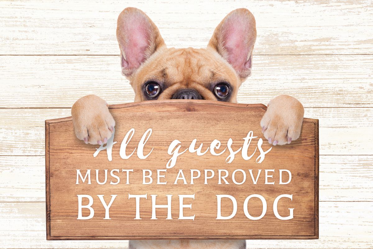 Dog's Approval – Pineapple Licensing