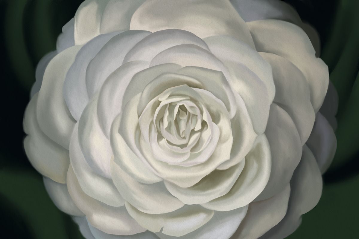 Camellia – Pineapple Licensing