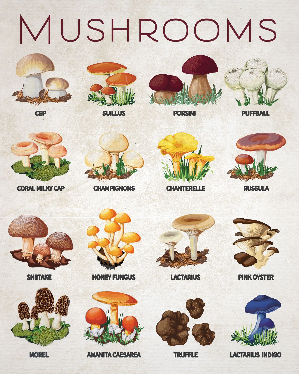 Mushroom Guide Chart – Pineapple Licensing