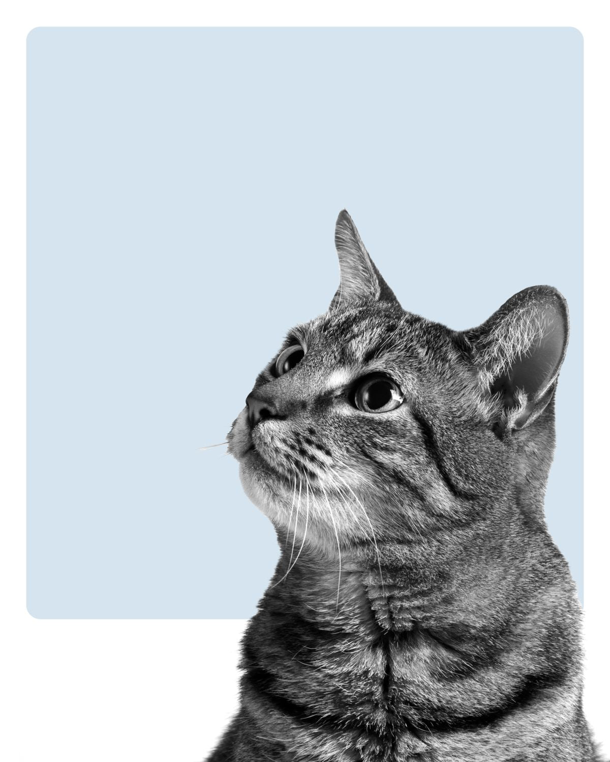 Tabby Cat Pineapple Licensing 8332