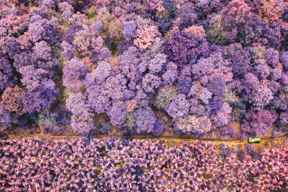 Purple Trees – Pineapple Licensing