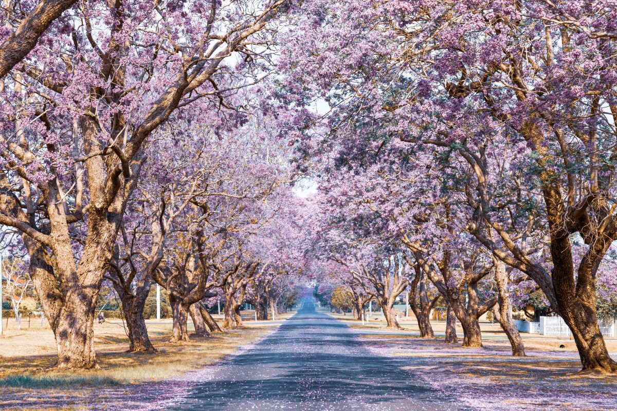 Blooming Jacaranda Trees – Pineapple Licensing