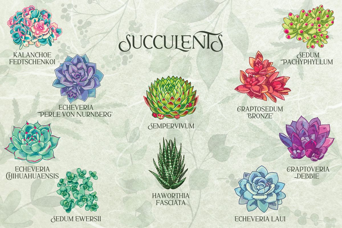 Succulents Chart – Pineapple Licensing