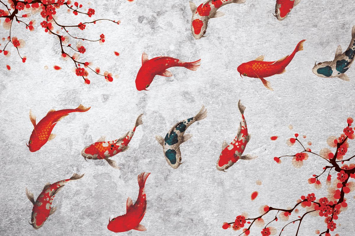 Japanese Koi Fish Dance – Pineapple Licensing