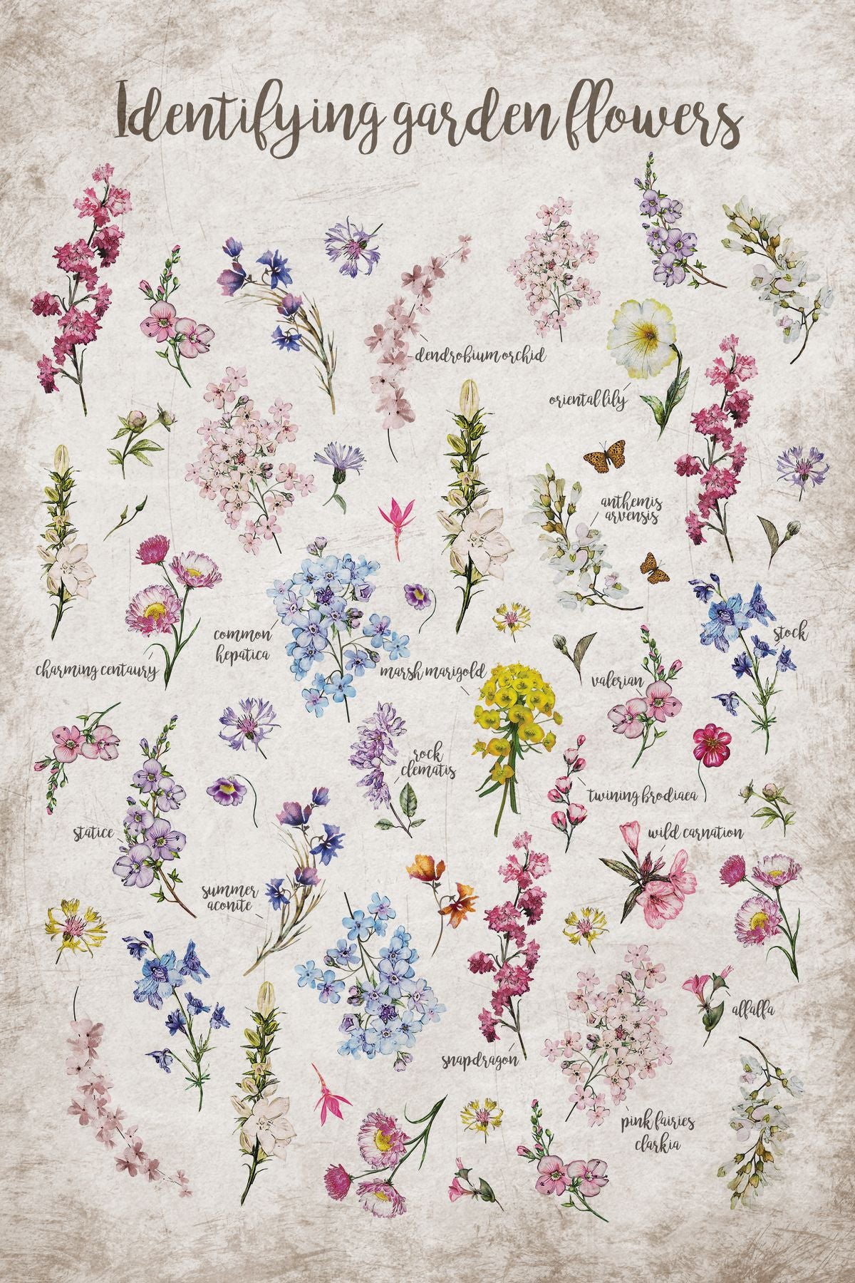 Flower Identification Chart – Pineapple Licensing