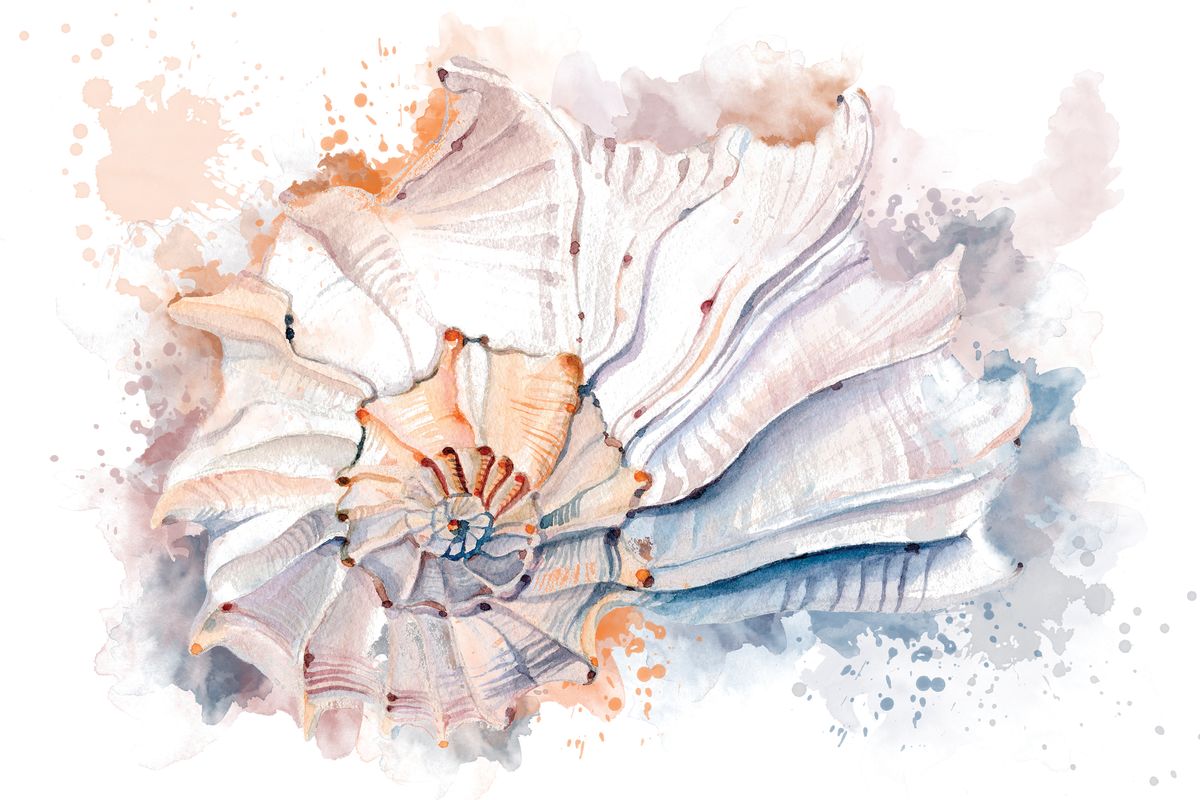 Nautilus Seashell Splash – Pineapple Licensing