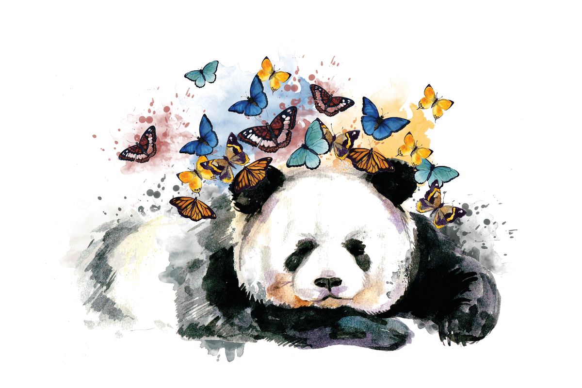 Butterfly Panda Splash – Pineapple Licensing