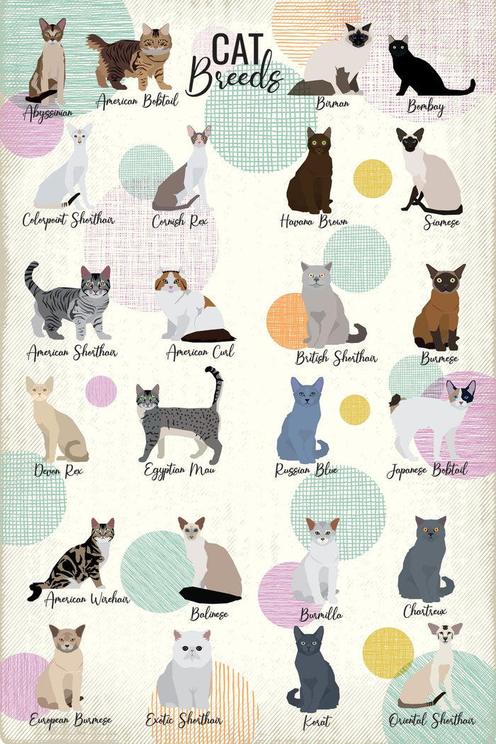 Cat Breeds Chart – Pineapple Licensing