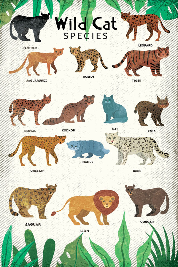 Wild Cat Species Chart – Pineapple Licensing