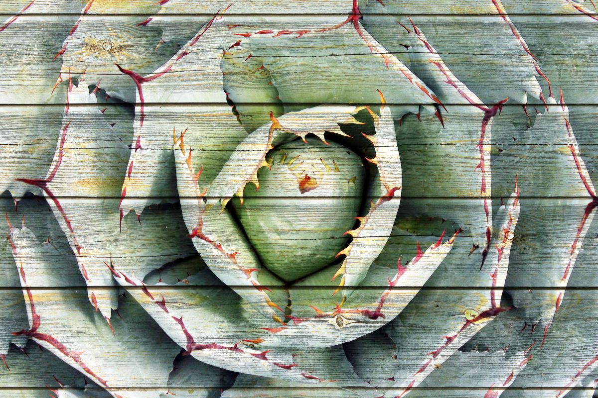 Rustic Agave Pineapple Licensing