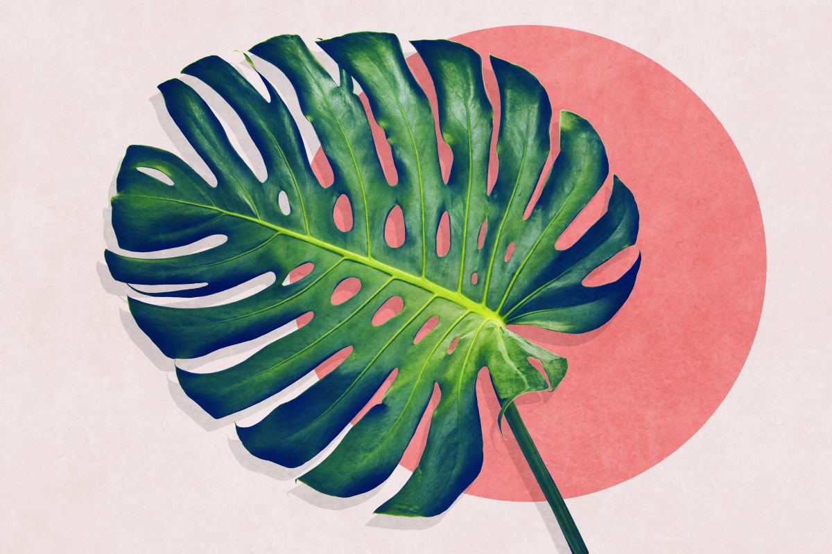Monstera Paradise – Pineapple Licensing