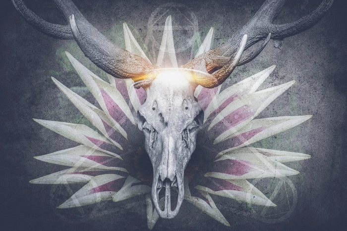 Devil Deer Skull – Pineapple Licensing