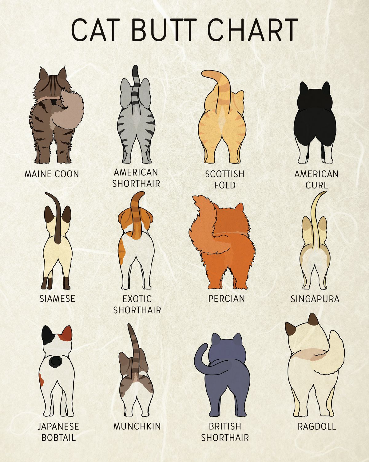 Cat Butts Chart – Pineapple Licensing
