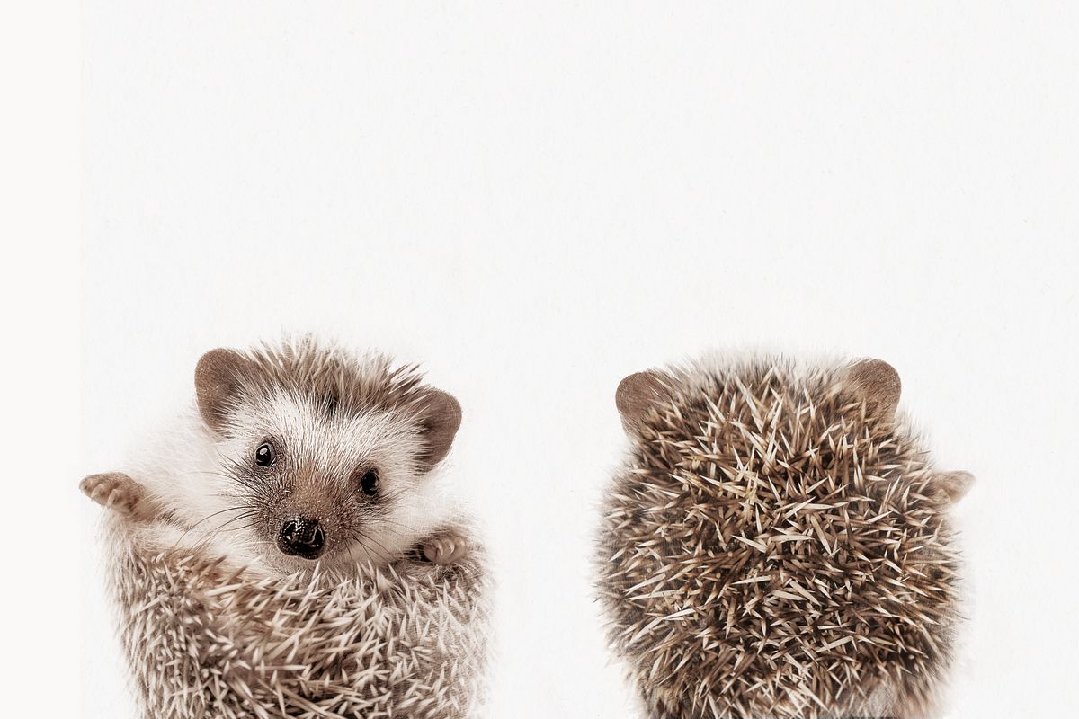 Hedgehog Front And Back Portrait – Pineapple Licensing