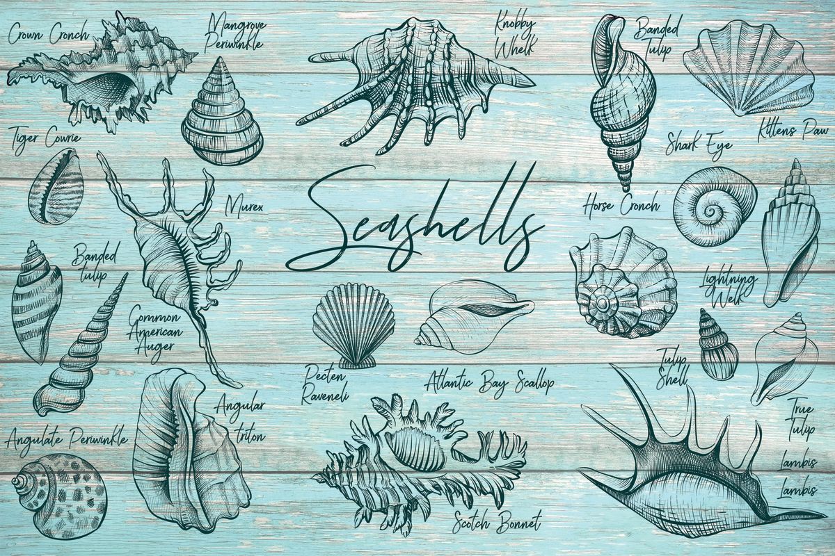 Seashells Chart – Pineapple Licensing