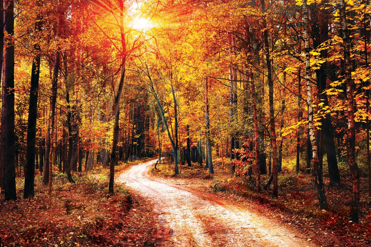 Remote Fall Pathway – Pineapple Licensing